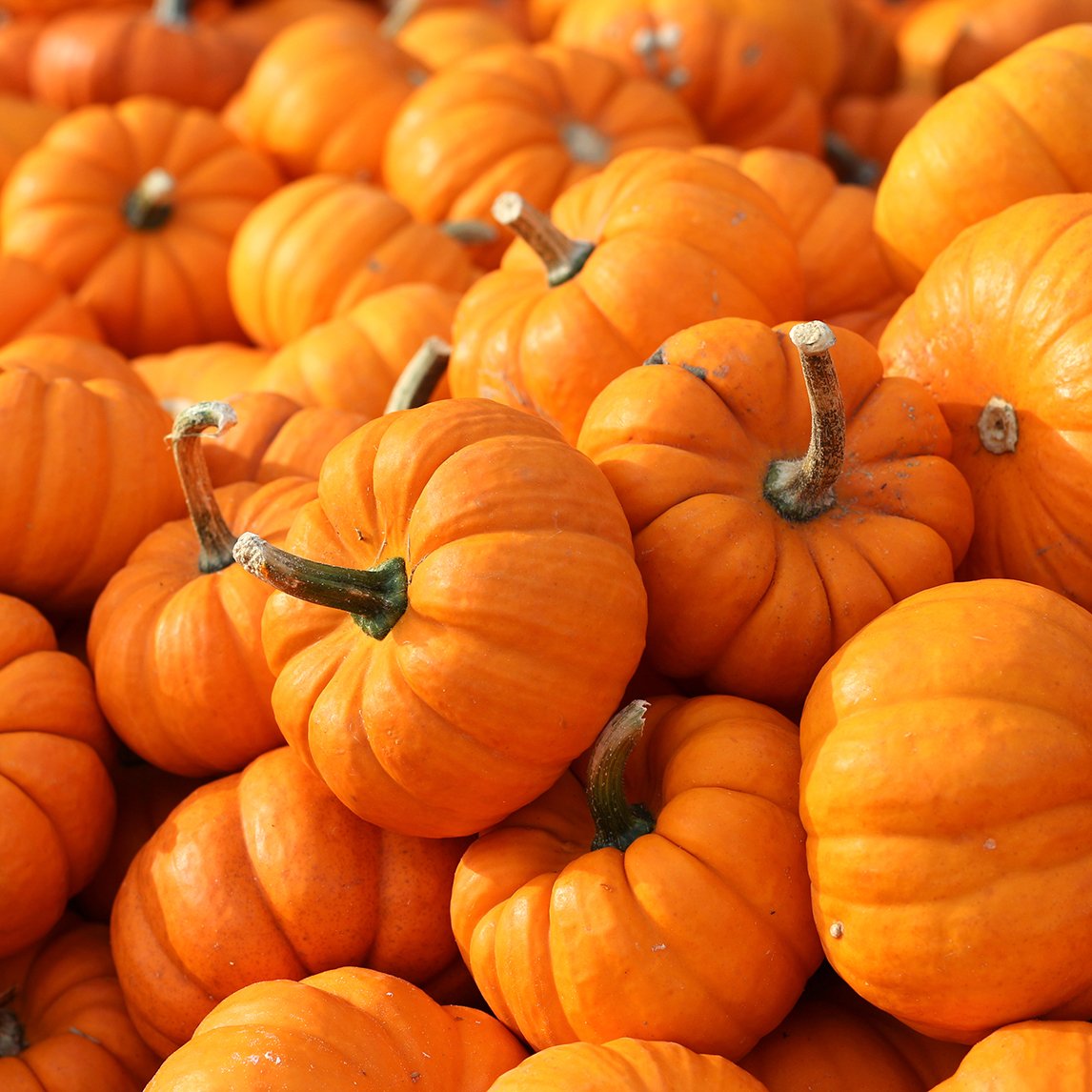 Pumpkin - Jack Be Little - Diggers Seeds - Guildford Garden Centre