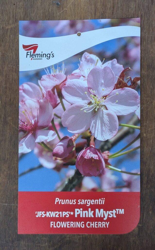 Flowering Cherry - Pink Myst - Guildford Garden Centre
