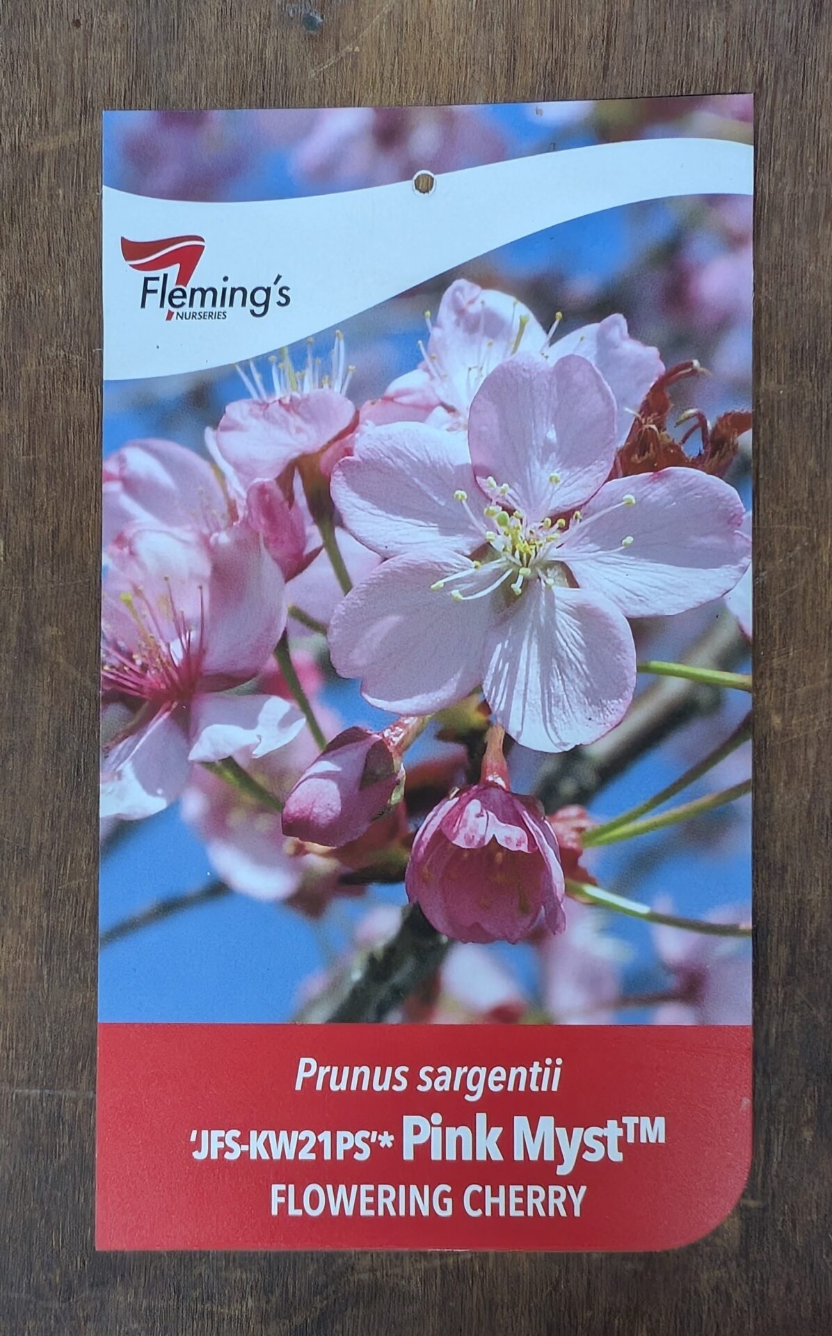 Flowering Cherry - Pink Myst - Guildford Garden Centre