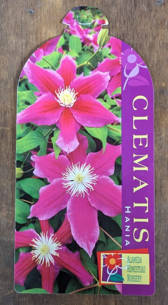 Clematis x - Hania - Guildford Garden Centre