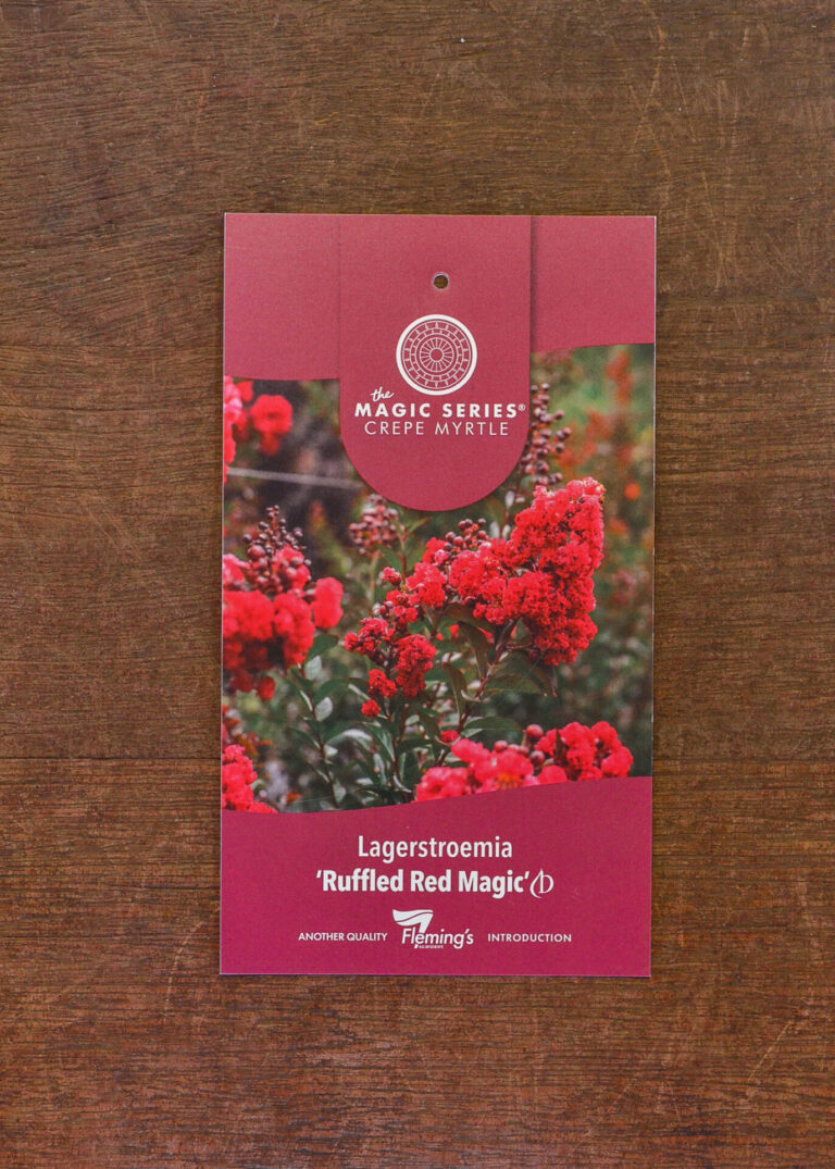 Crepe Myrtle - Ruffled Red Magic - Guildford Garden Centre
