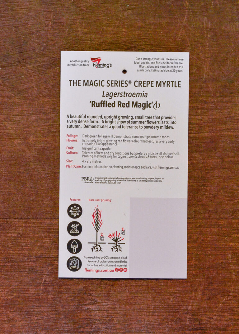 Crepe Myrtle - Ruffled Red Magic - Guildford Garden Centre