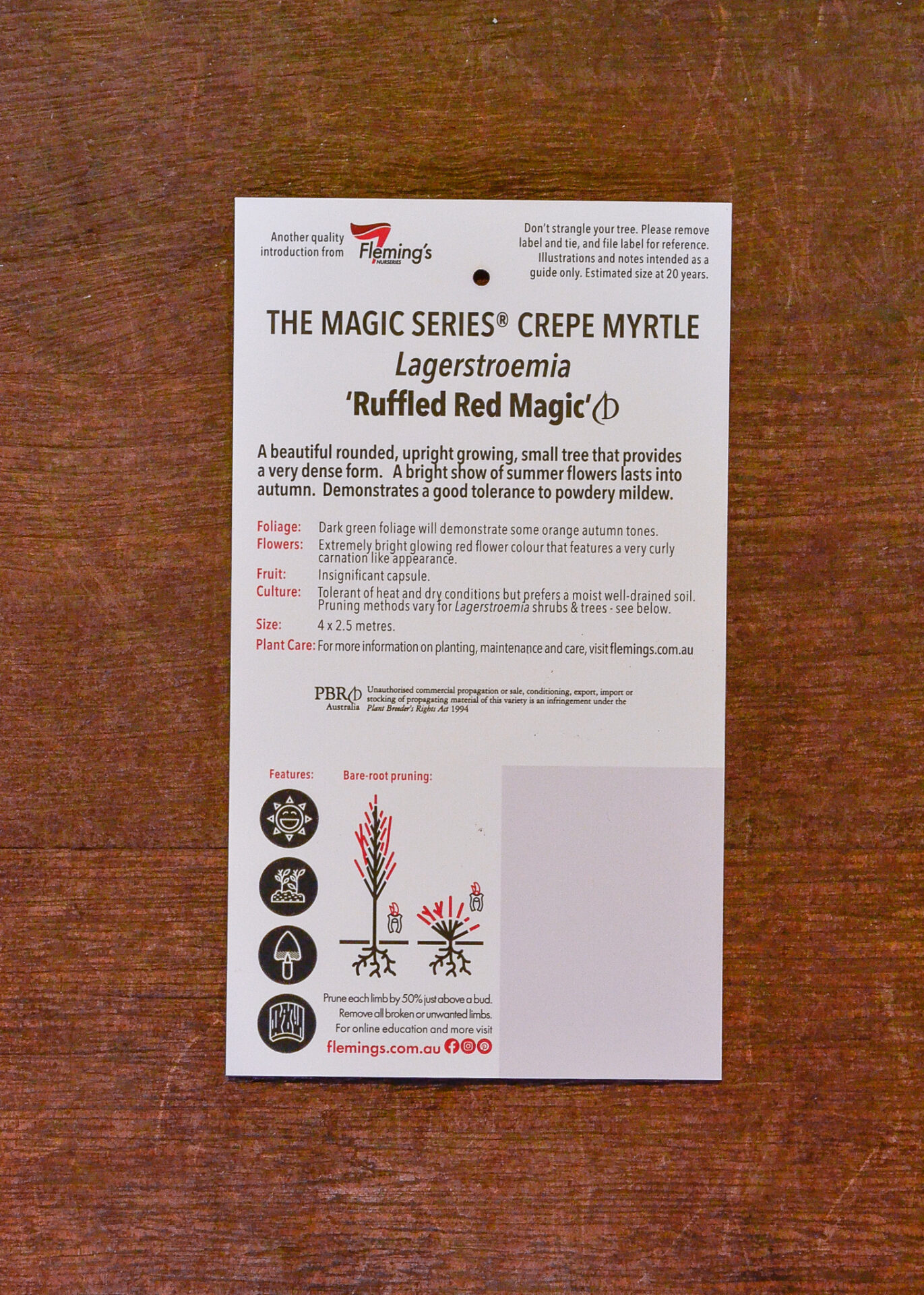 Crepe Myrtle - Ruffled Red Magic - Guildford Garden Centre