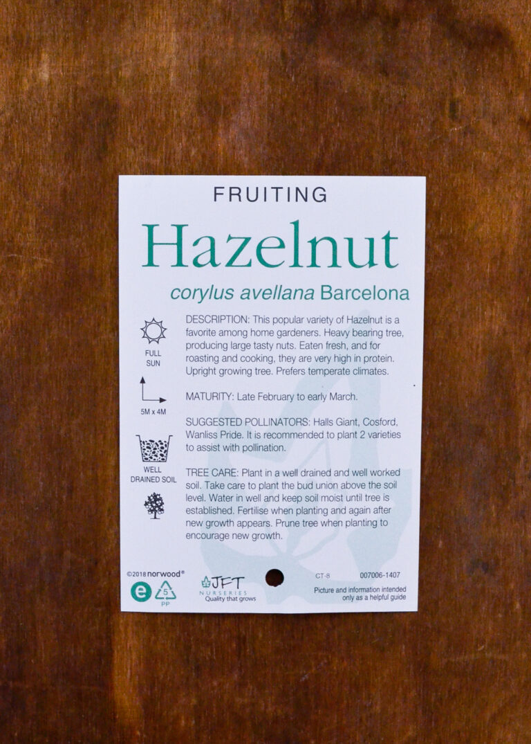 Hazelnut - Barcelona - Guildford Garden Centre