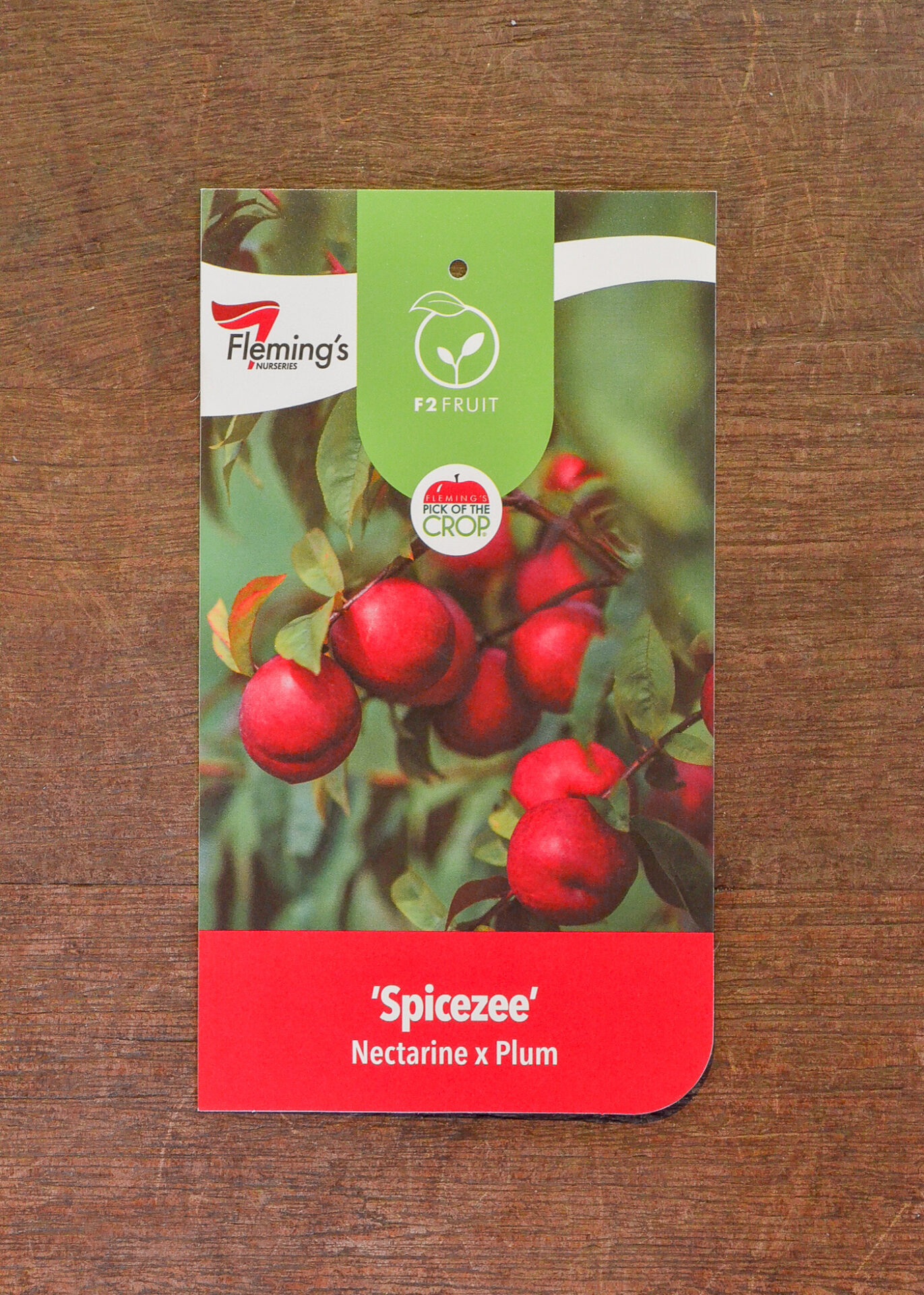 Nectarine x Plum - Spicezee - Guildford Garden Centre