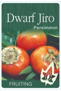 Persimmon - Jiro - Dwarf - Guildford Garden Centre