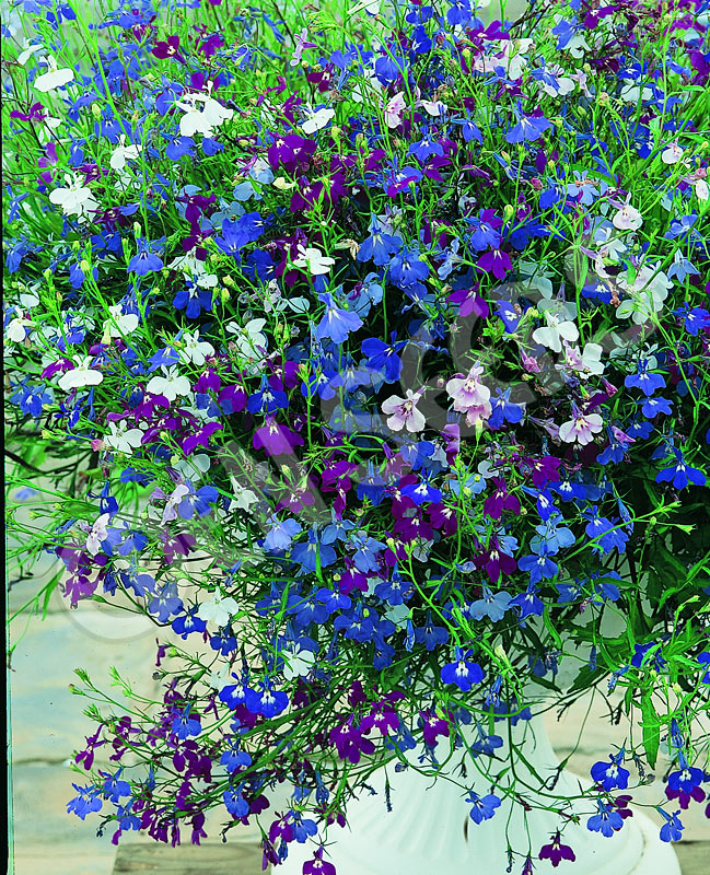 Lobelia - Colour Cascade Mix - Eden Seeds - Guildford Garden Centre