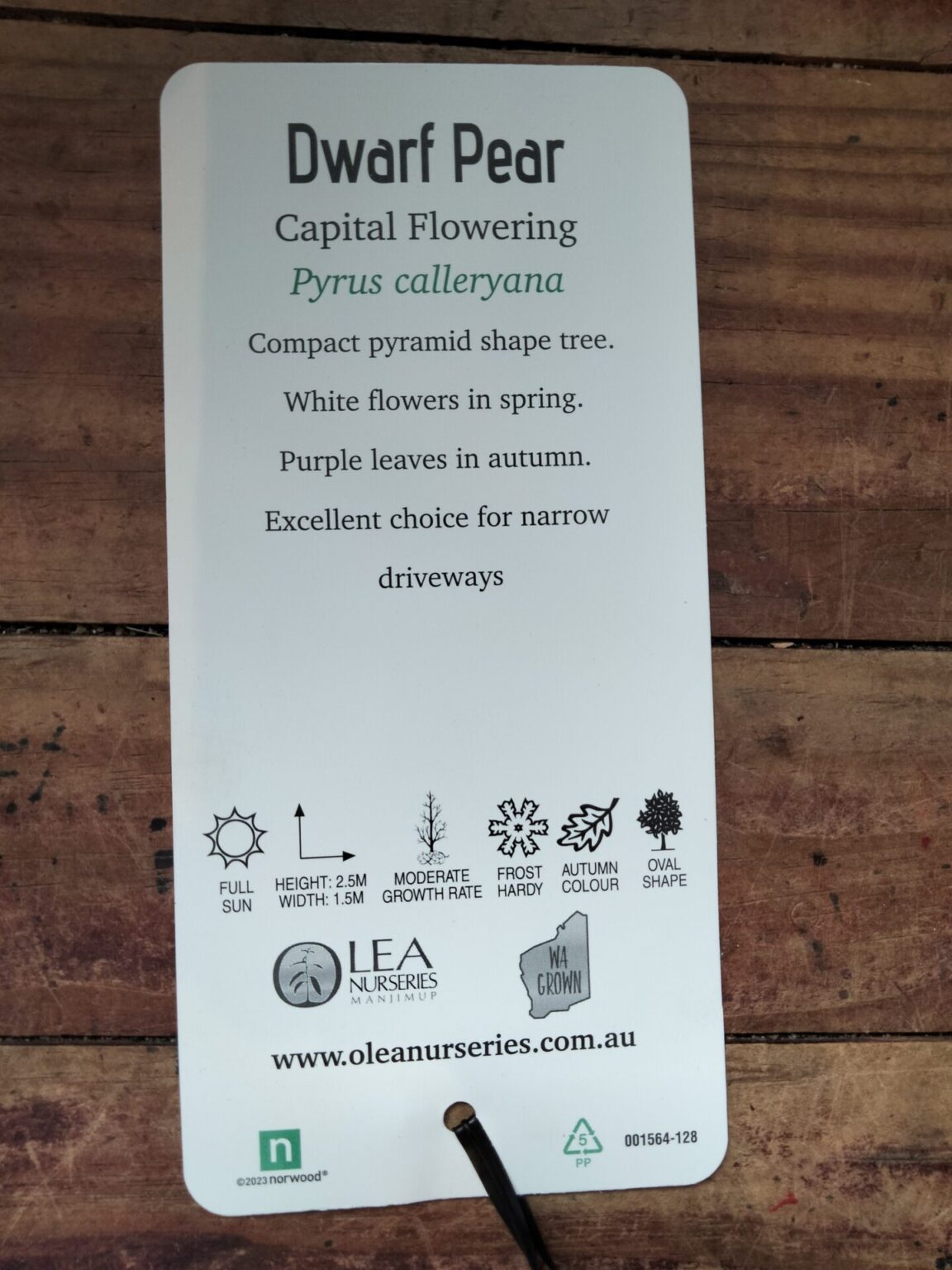 Ornamental Pear - Capital Dwarf - Guildford Garden Centre