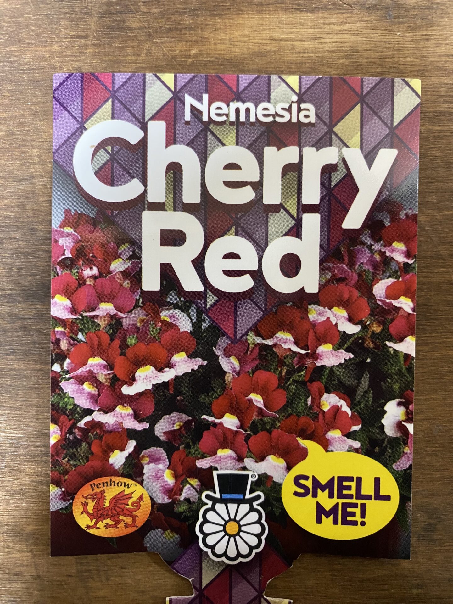 Nemesia - Cherry Red - Guildford Garden Centre
