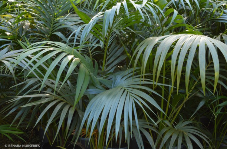 Howea - Kentia Palm - Guildford Garden Centre