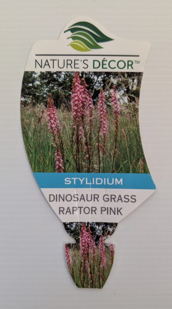 Stylidium - Trigger Plant - Raptor Pink - Guildford Garden Centre