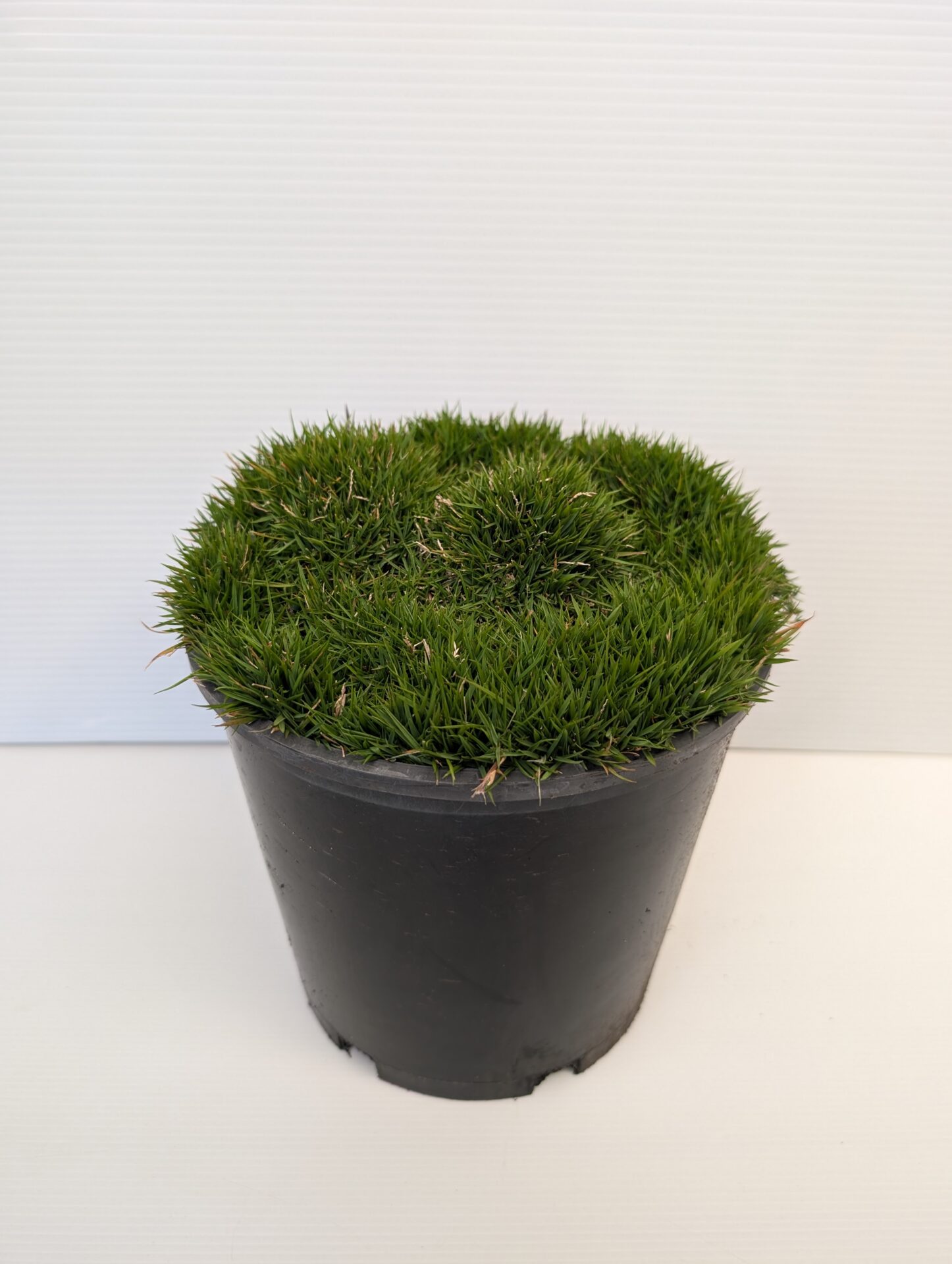 Zoysia - Zen Grass - Guildford Garden Centre