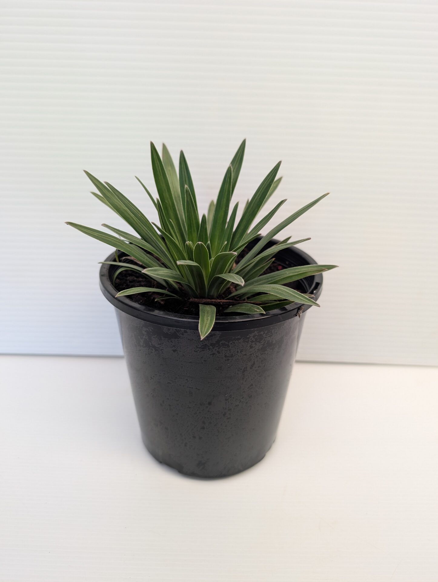Stylidium - Trigger Plant - Raptor Pink - Guildford Garden Centre