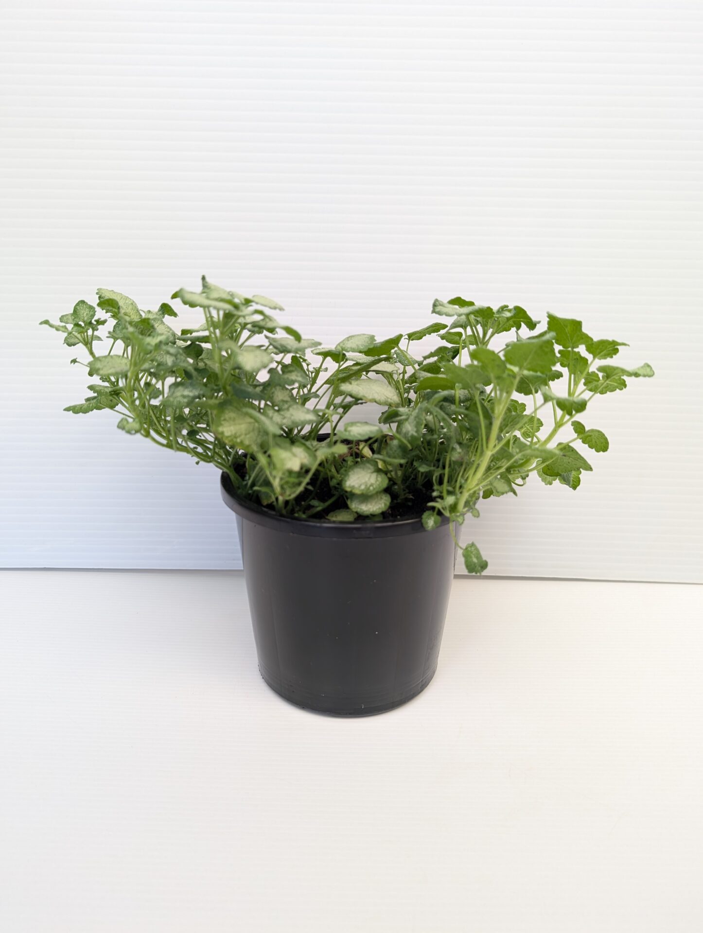 Lamium - White Nancy - Guildford Garden Centre