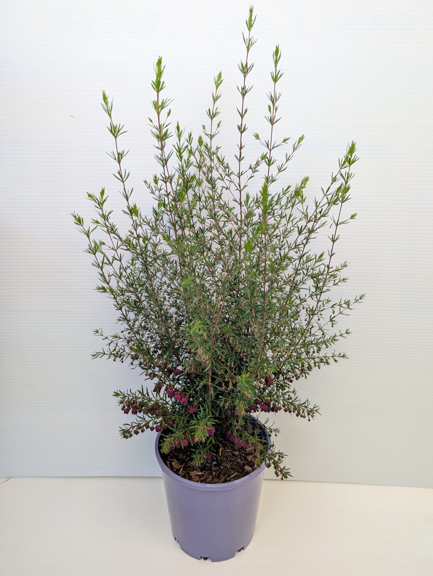 Boronia - Purple Jared - Guildford Garden Centre