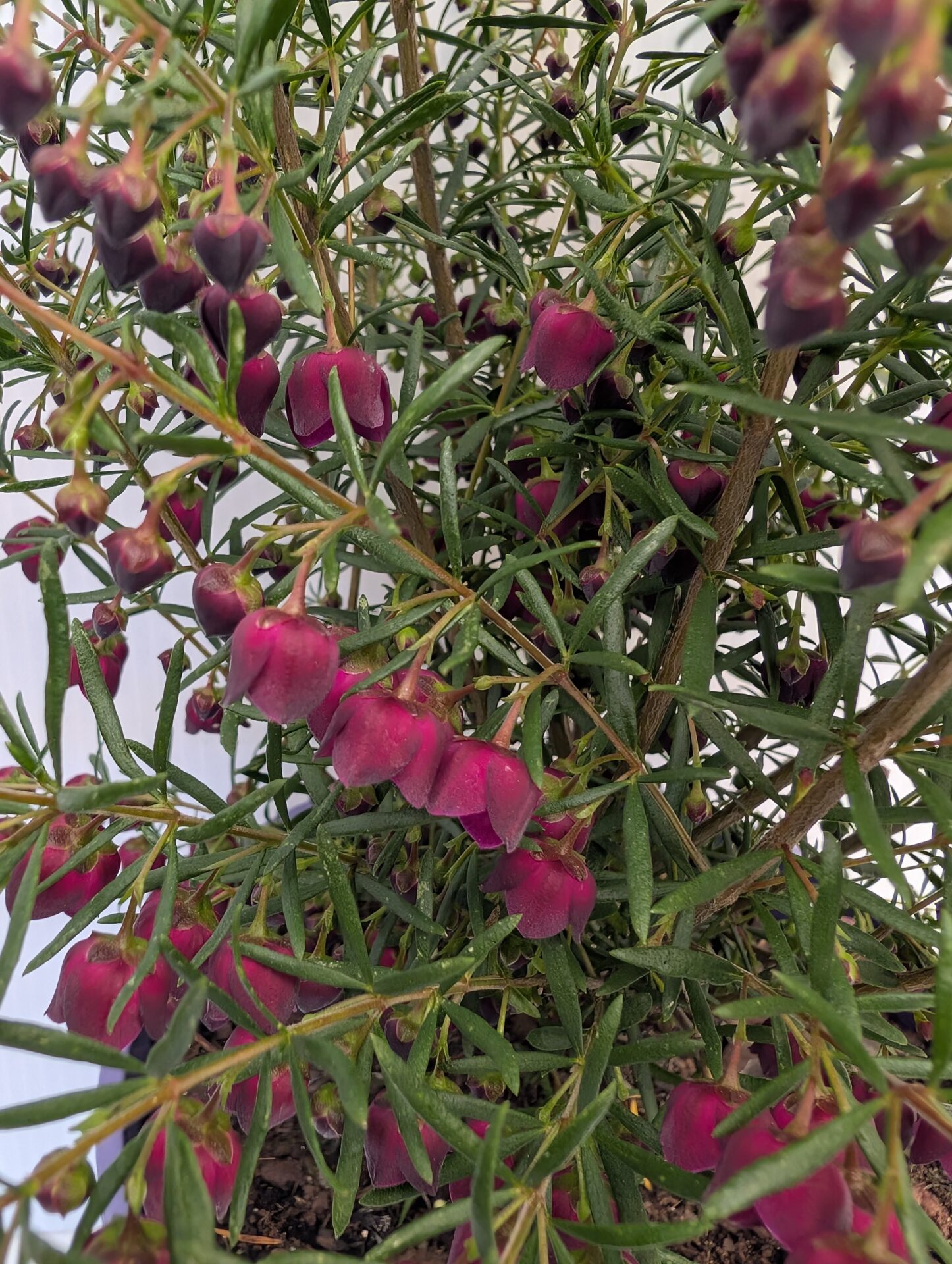 Boronia - Purple Jared - Guildford Garden Centre