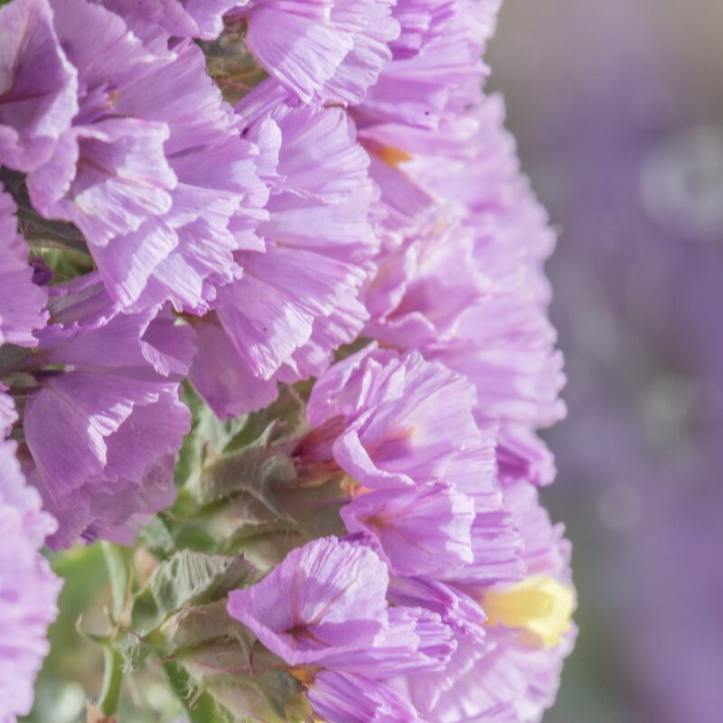 Limonium - Statice - Forever Happy - Guildford Garden Centre