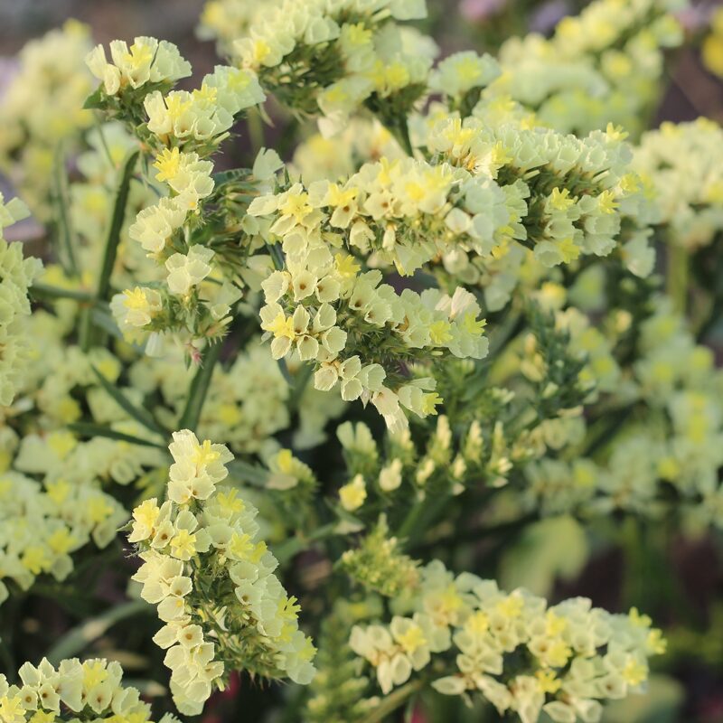 Limonium - Statice - Forever Moonlight - Guildford Garden Centre