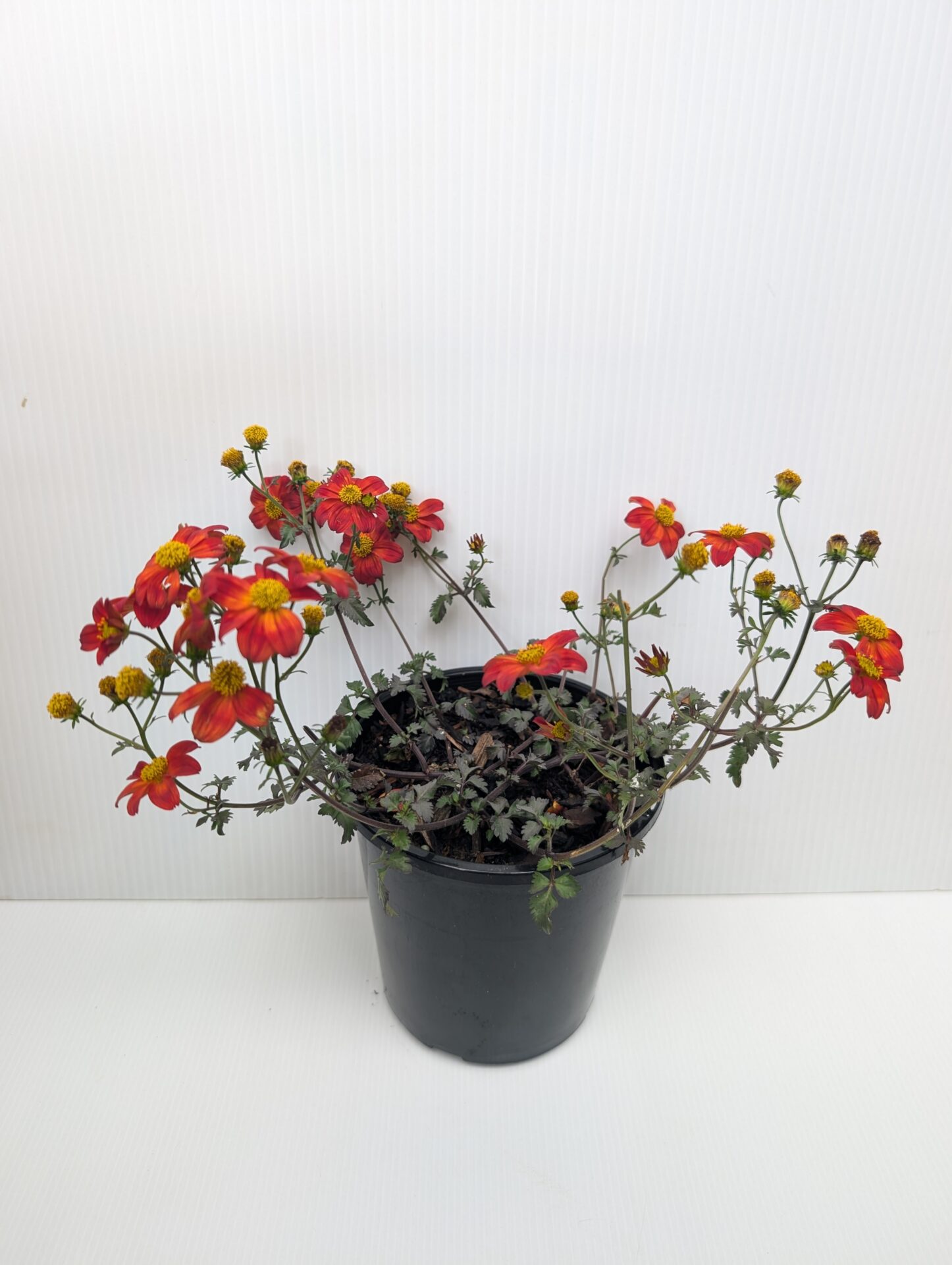 Bidens - Bee Happy Red - Guildford Garden Centre