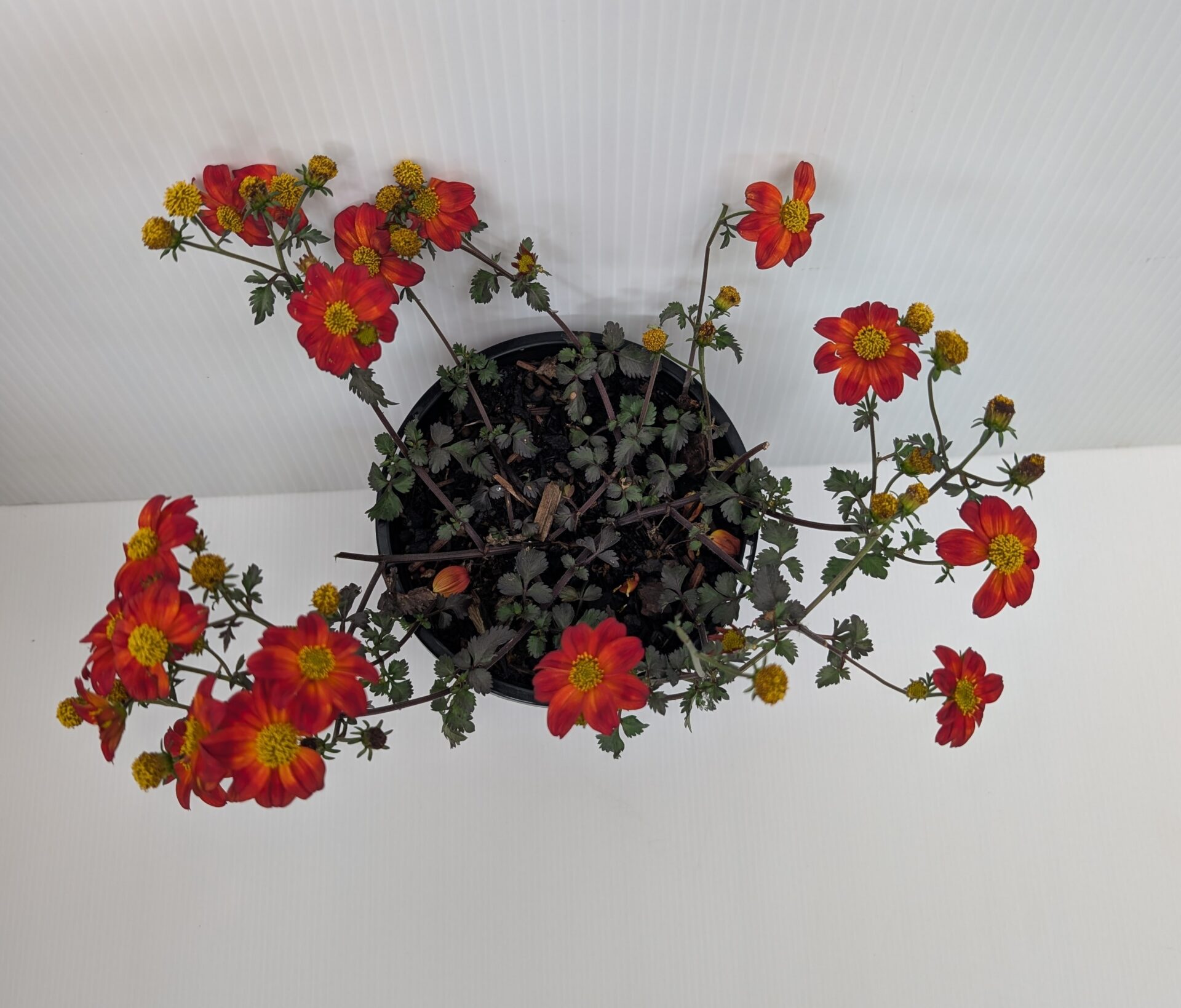 Bidens - Bee Happy Red - Guildford Garden Centre