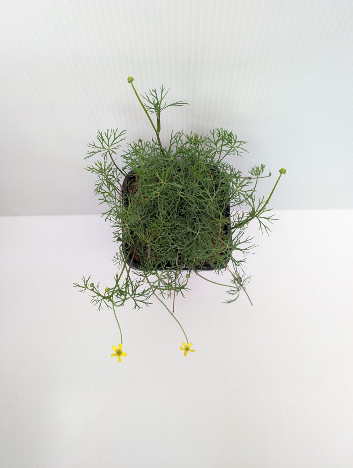 Ranunculus - River Buttercup - Guildford Garden Centre