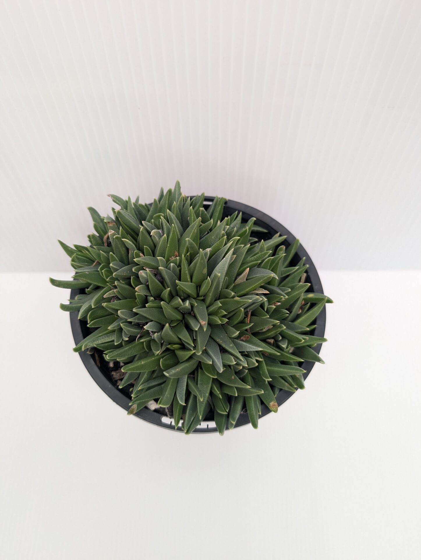 Bergeranthus - Multiceps - Guildford Garden Centre