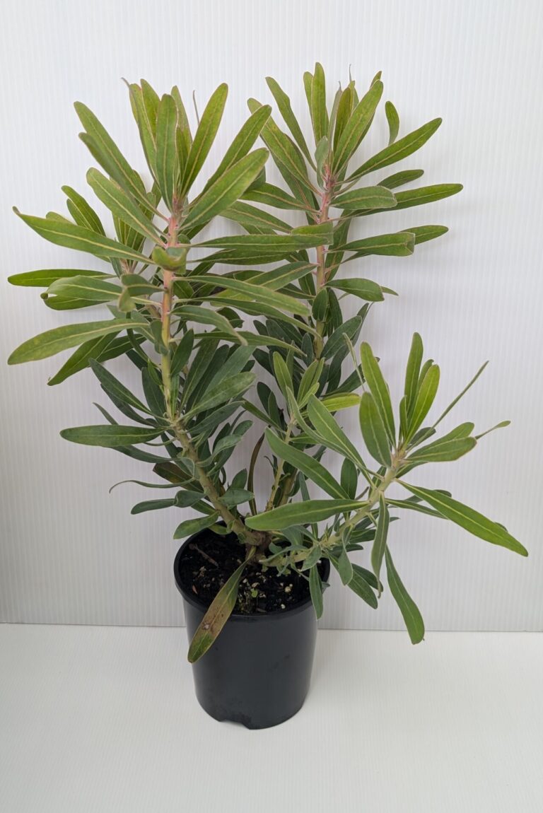 Protea - Frosted Fire - Guildford Garden Centre