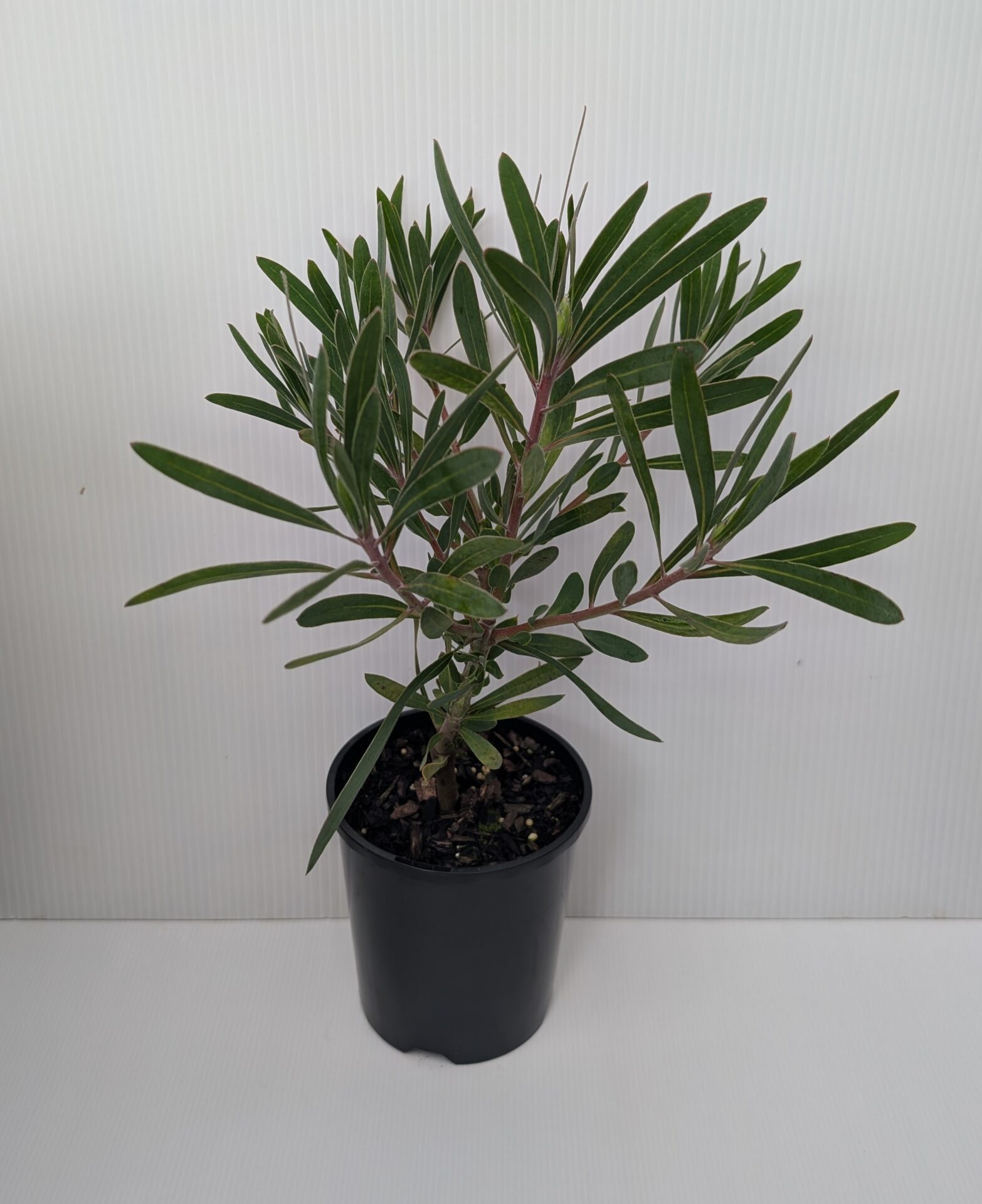 Protea - Pink Pride - Guildford Garden Centre