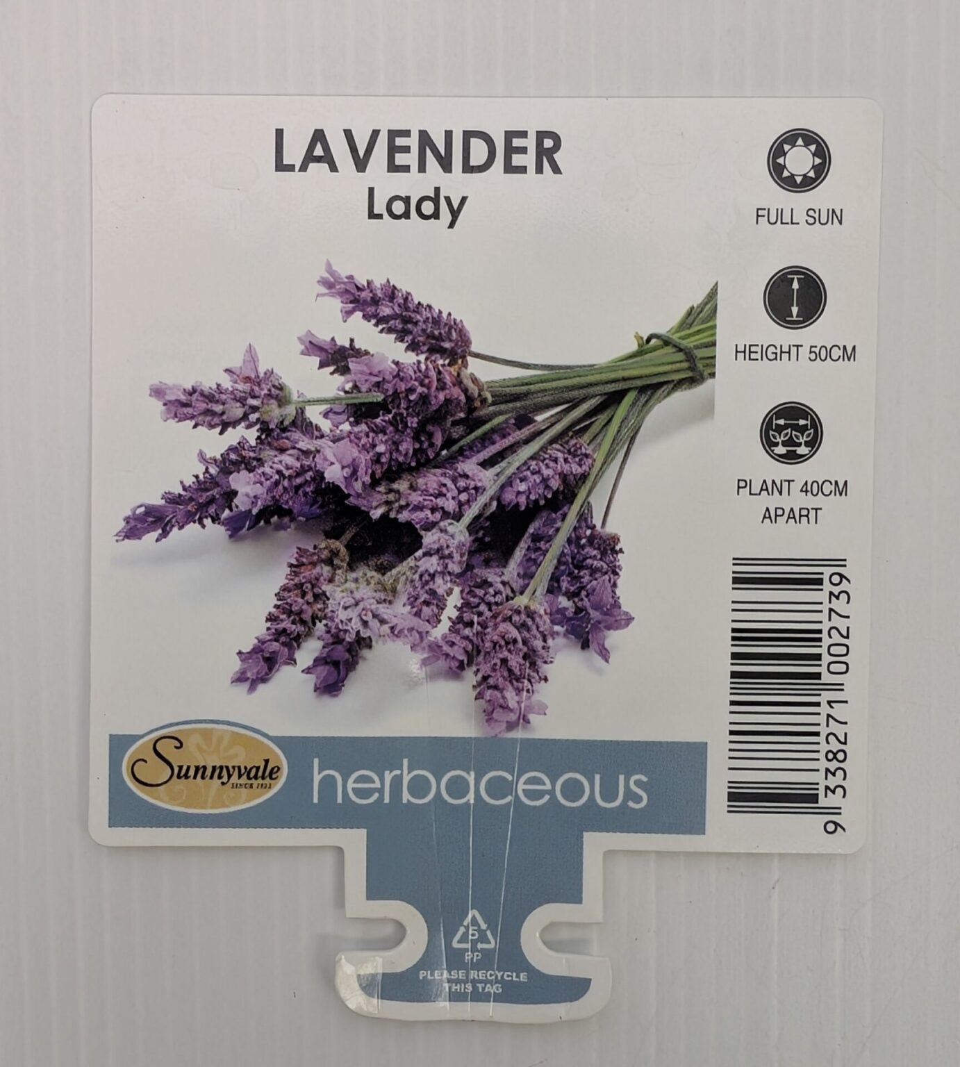 Lavender - Lady - Romantic Plants - Guildford Garden Centre