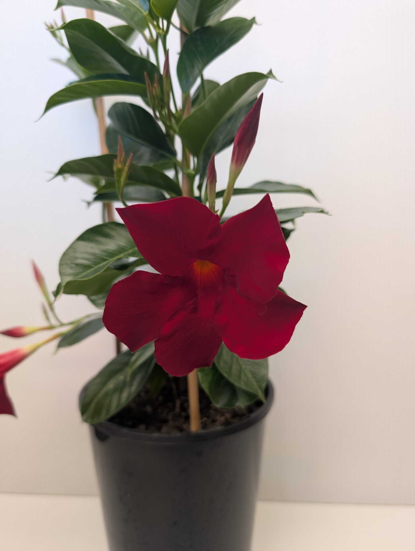 Mandevilla - Rio Grande Red - Guildford Garden Centre