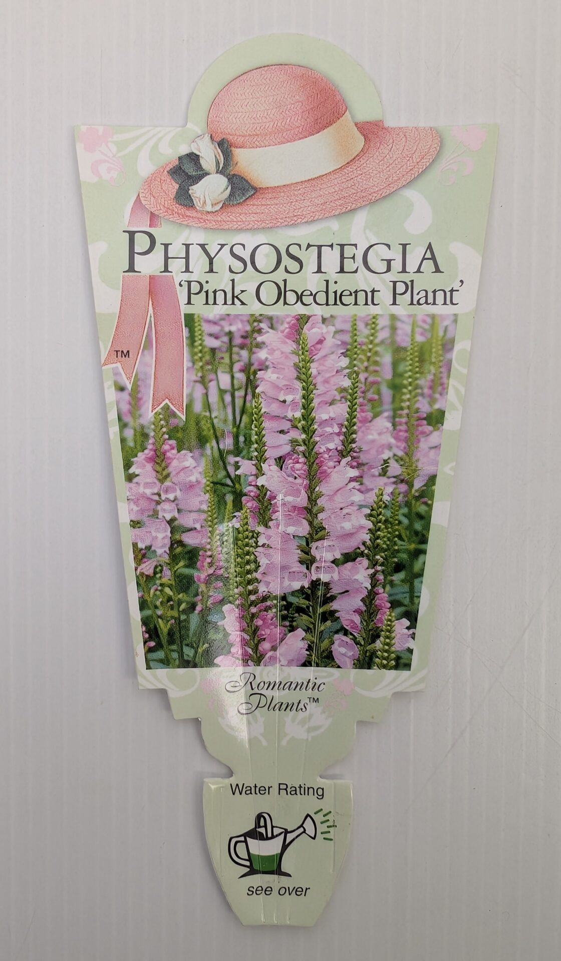 Physostegia - Pink Obedient - Romantic Plants - Guildford Garden Centre