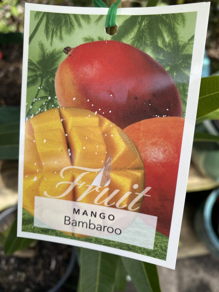 Mango - Bambaroo - Dwarf Grafted - Guildford Garden Centre
