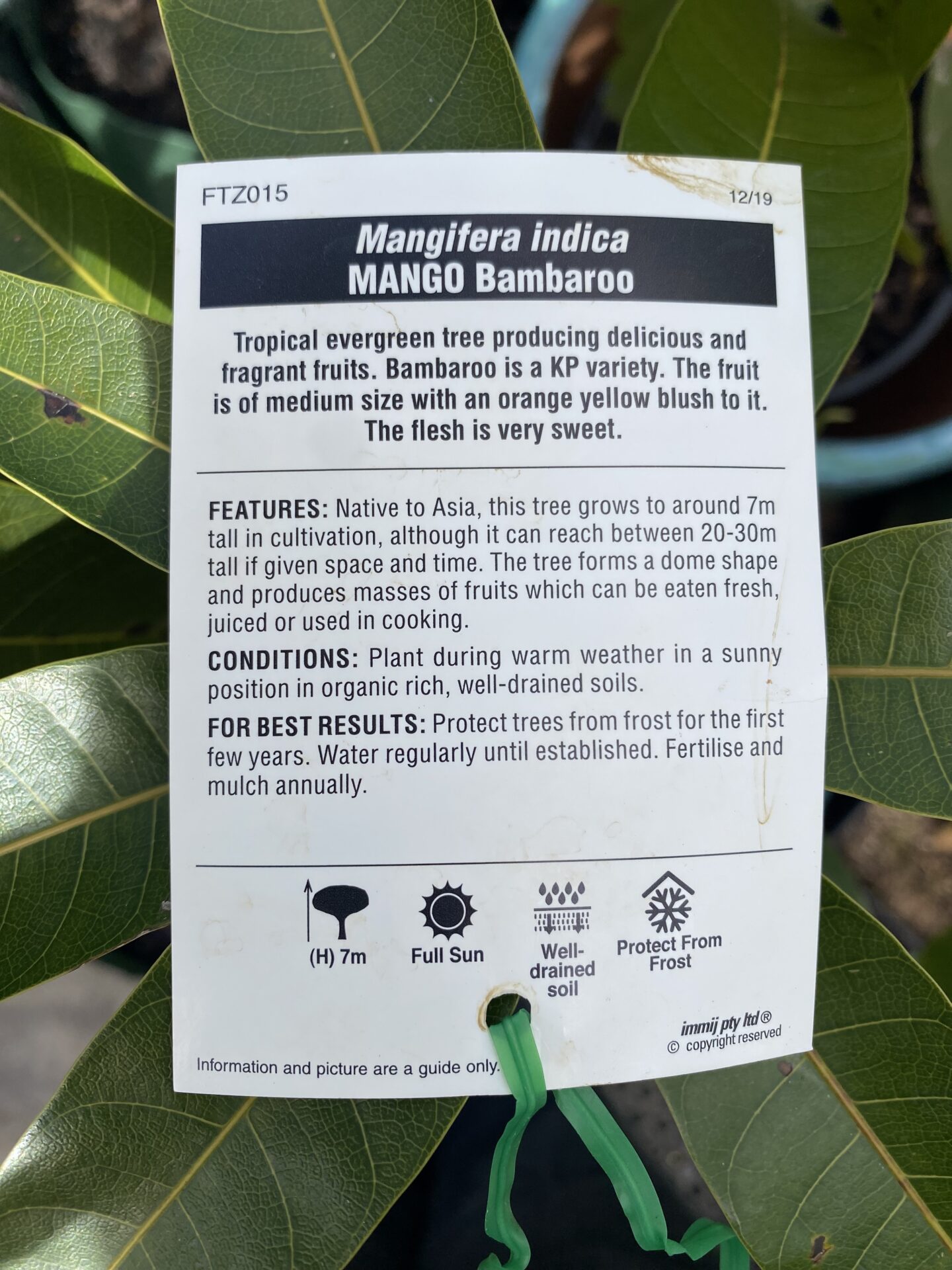 Mango - Bambaroo - Dwarf Grafted - Guildford Garden Centre