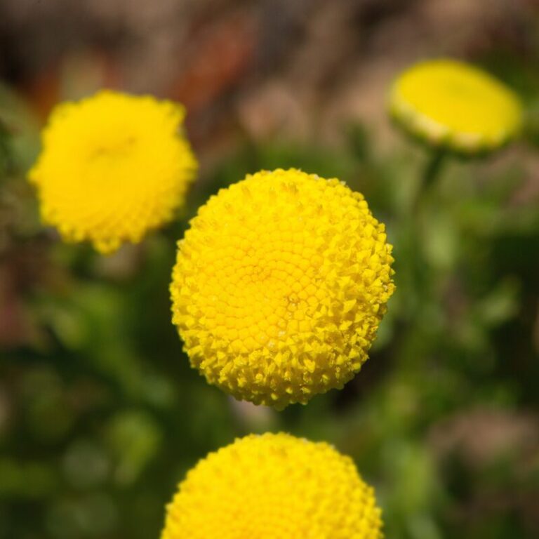 Cotula - Golden Buttons - Guildford Garden Centre