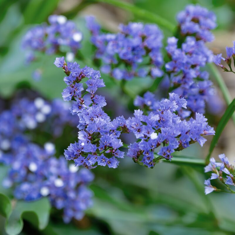 Limonium - Statice - QIS Pale Blue - Guildford Garden Centre