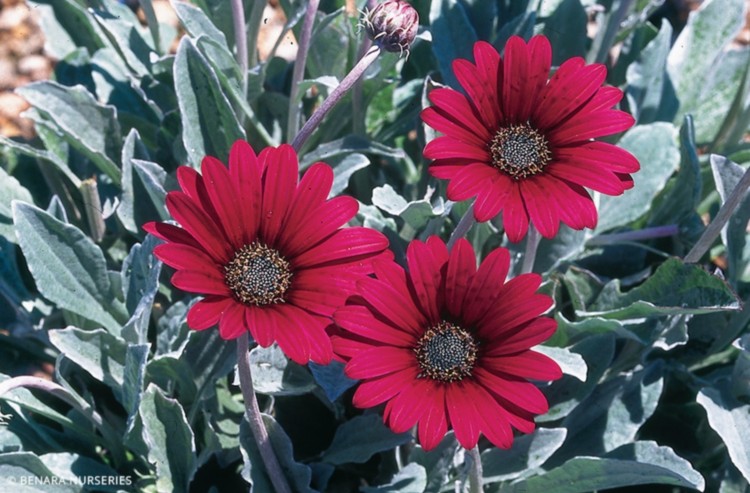 Arctotis - Plum - Guildford Garden Centre