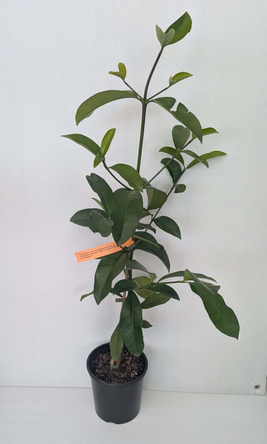 Mangosteen - Lemon Drop - Guildford Garden Centre