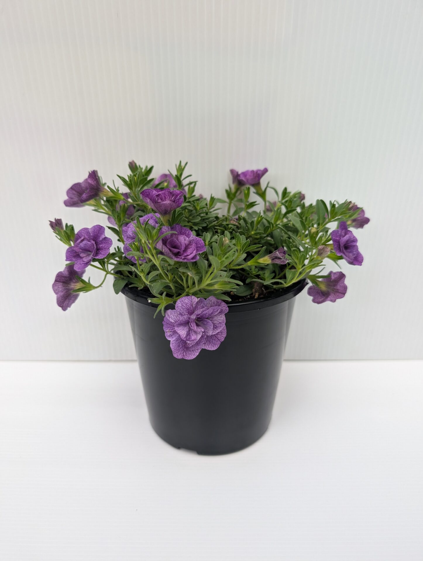 Calibrachoa - Rosies Blue - Guildford Garden Centre