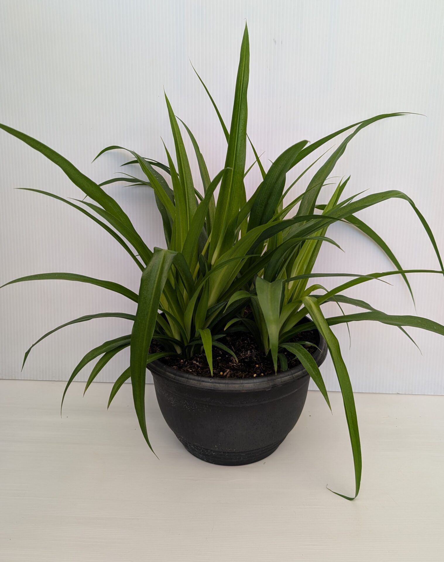 Spider Plant - Emerald Green - Guildford Garden Centre