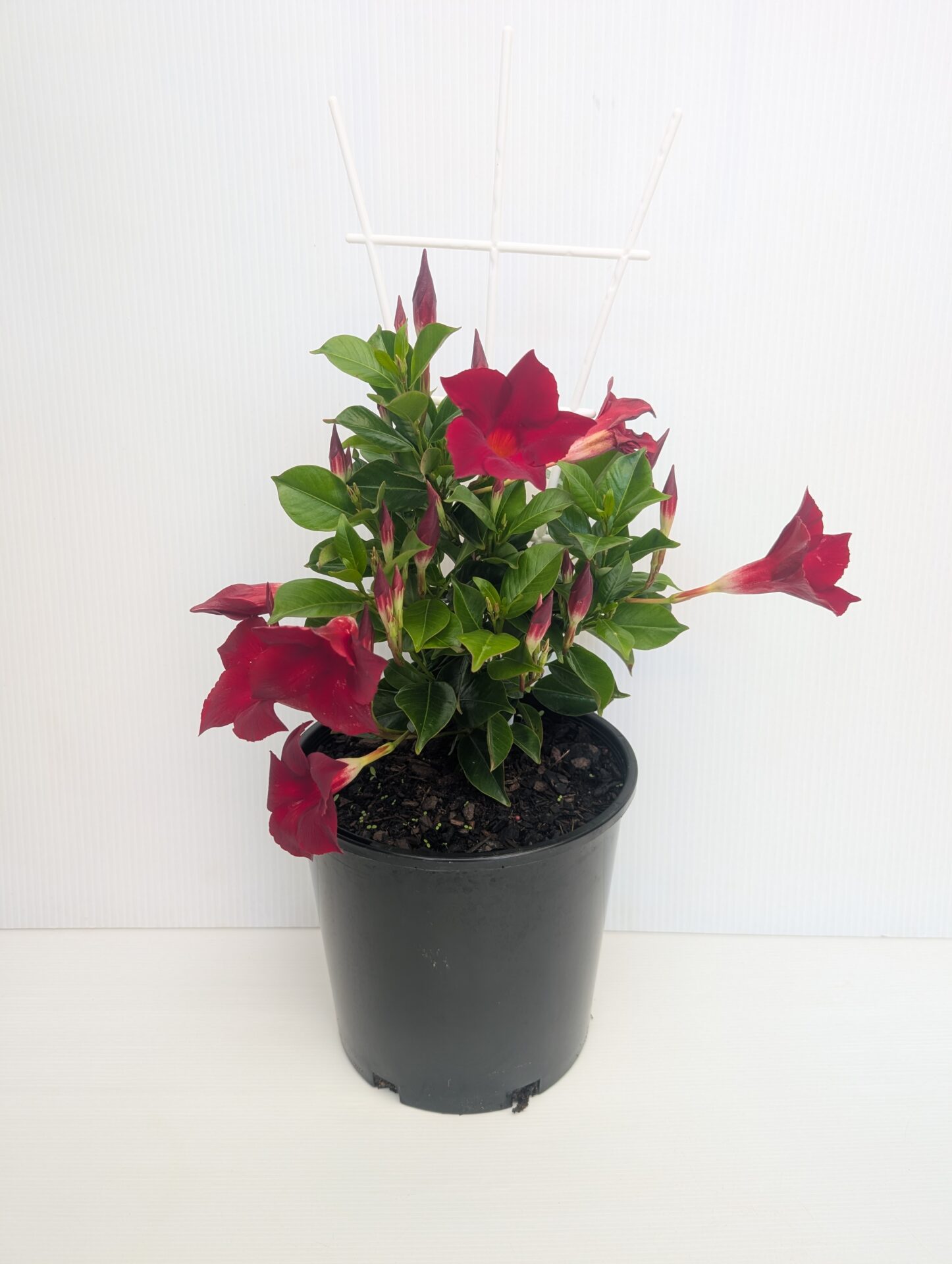 Mandevilla - Aloha Burgundy - Guildford Garden Centre