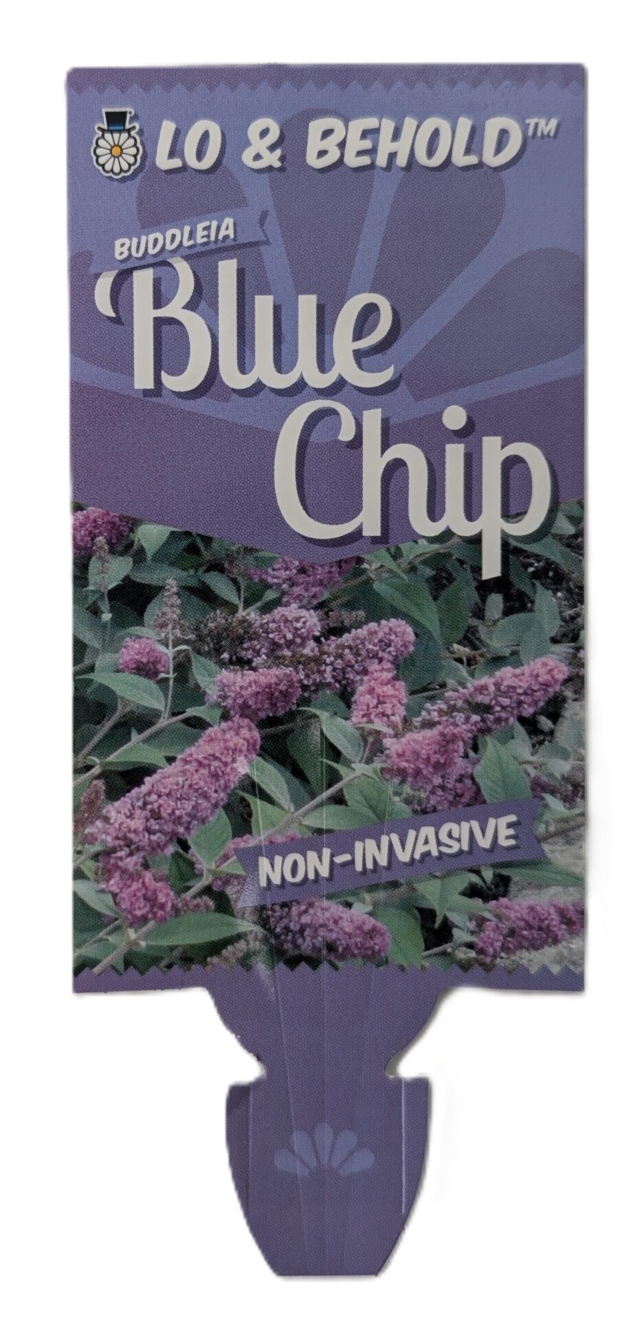 Buddleja - Blue Chip - Guildford Garden Centre