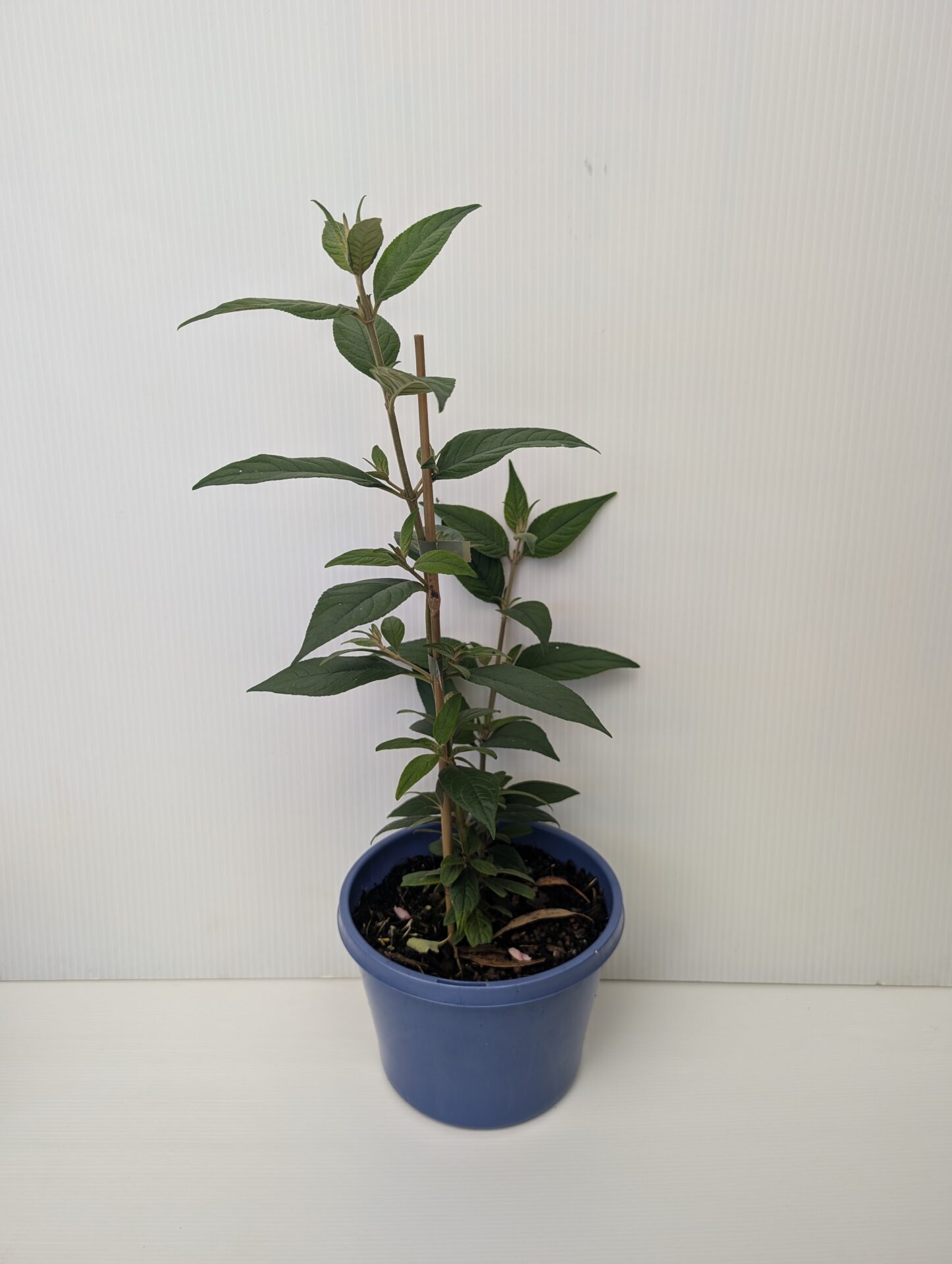 Buddleja - Blue Chip - Guildford Garden Centre