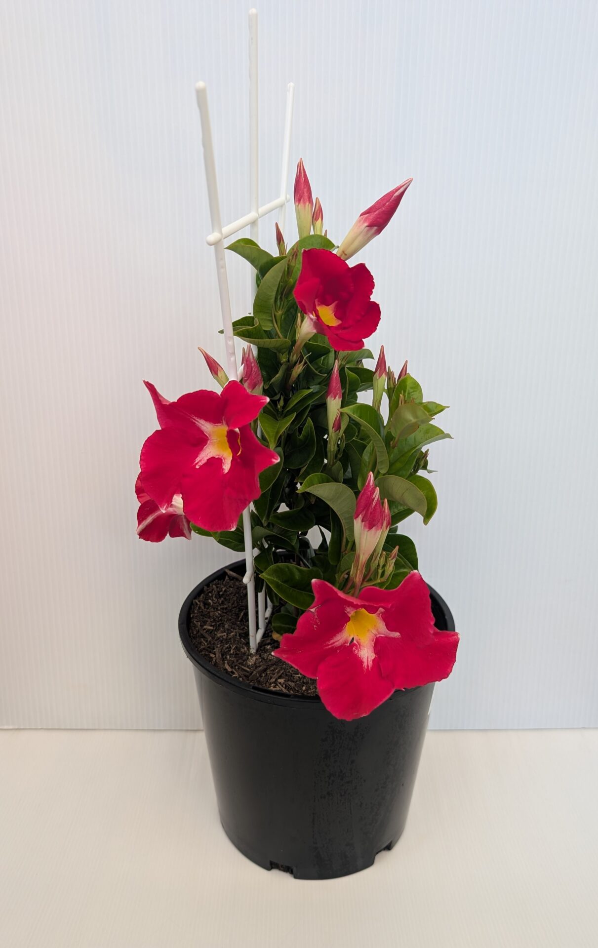 Mandevilla - Aloha Pink Star - Guildford Garden Centre