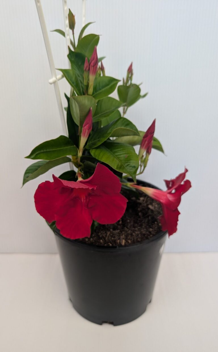 Mandevilla - Aloha Giant Red Romance - Guildford Garden Centre