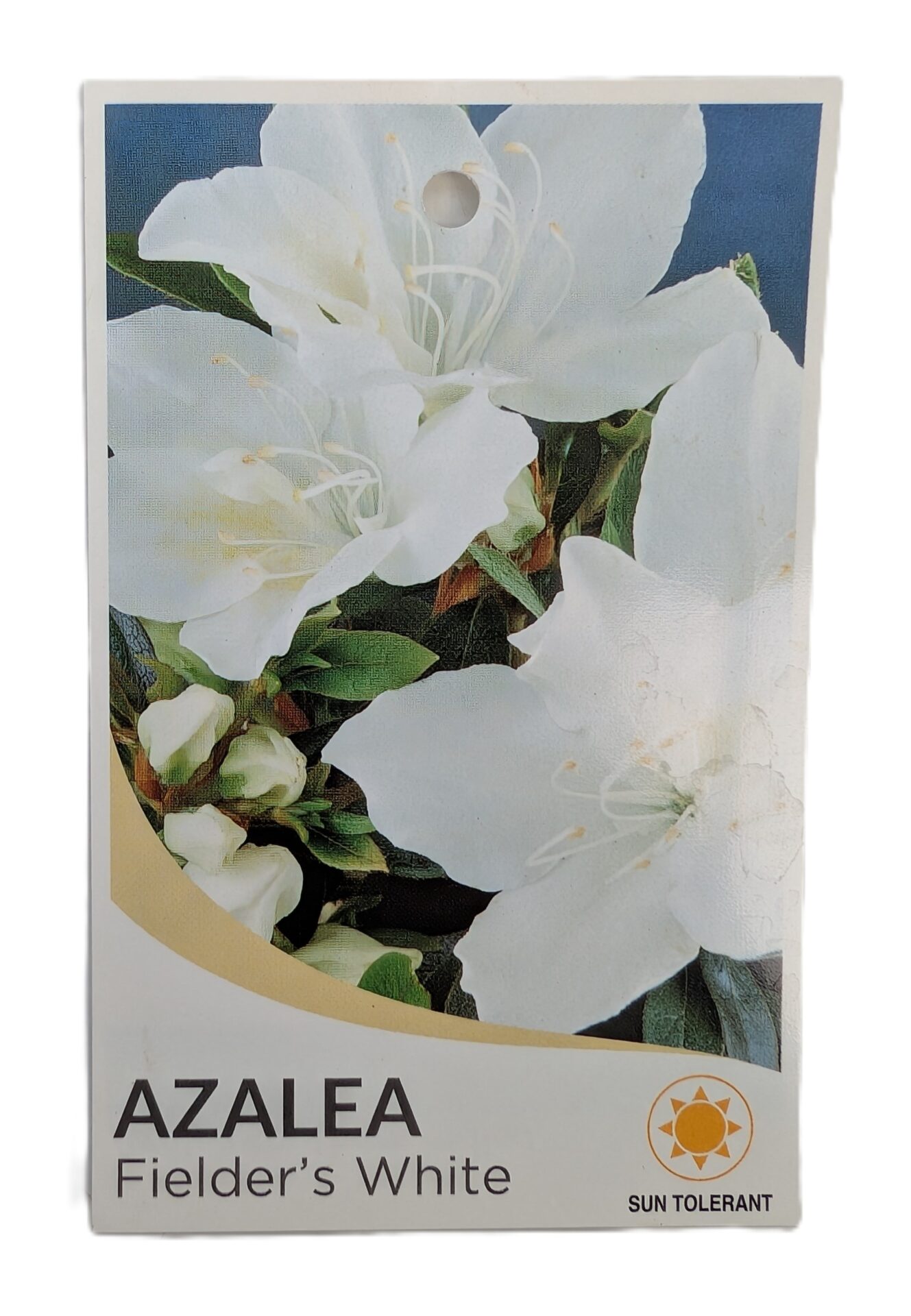 Azalea - Fielder's White - Guildford Garden Centre