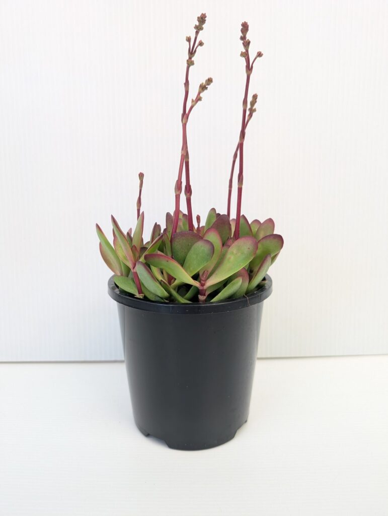Crassula - Mini Jade - Guildford Garden Centre