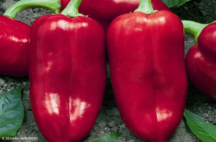 Capsicum - Redskin - Garden Fresh - Guildford Garden Centre