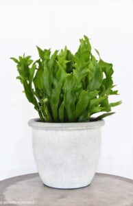 Microsorum - Green Flame Fern - Guildford Garden Centre
