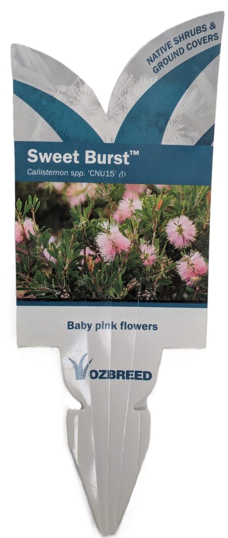 Bottlebrush - Sweet Burst - Guildford Garden Centre