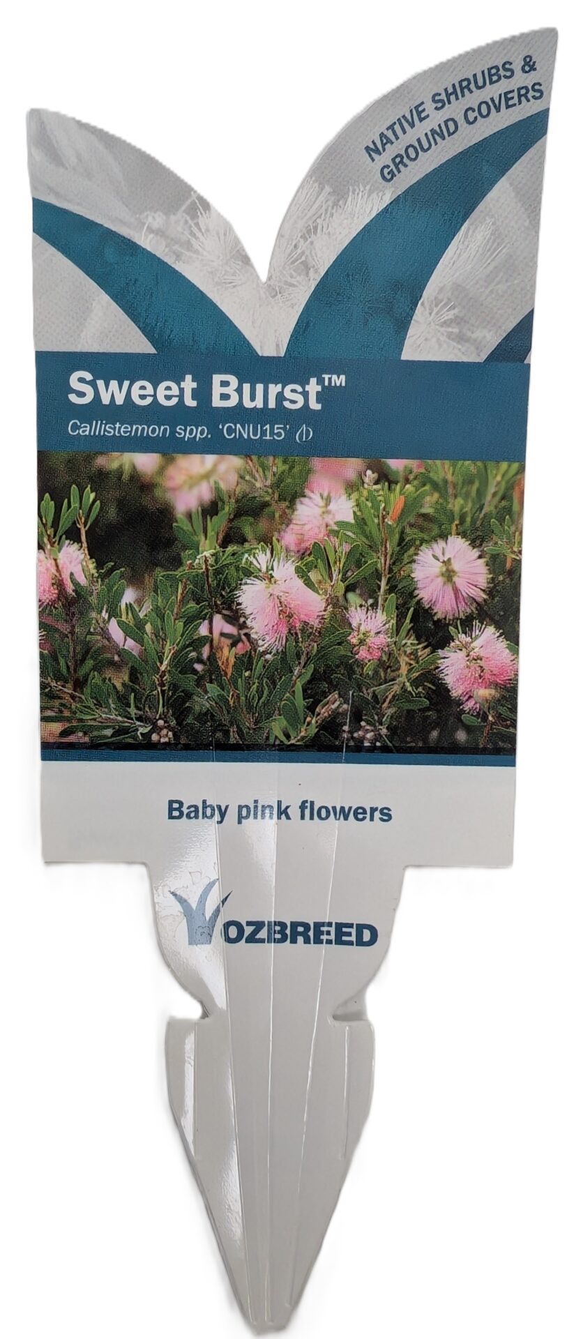 Bottlebrush - Sweet Burst - Guildford Garden Centre